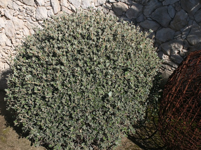 Fiona Brockhoff Design » BARRON & COLLETT – PLANTS