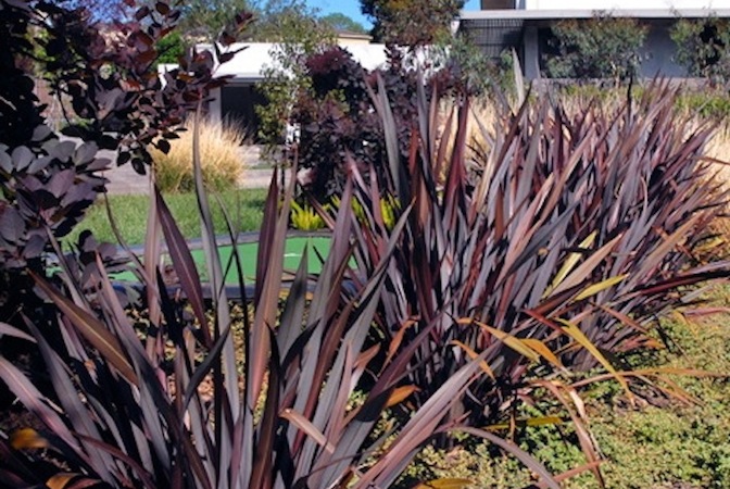 Fiona Brockhoff Design » Woods Plants